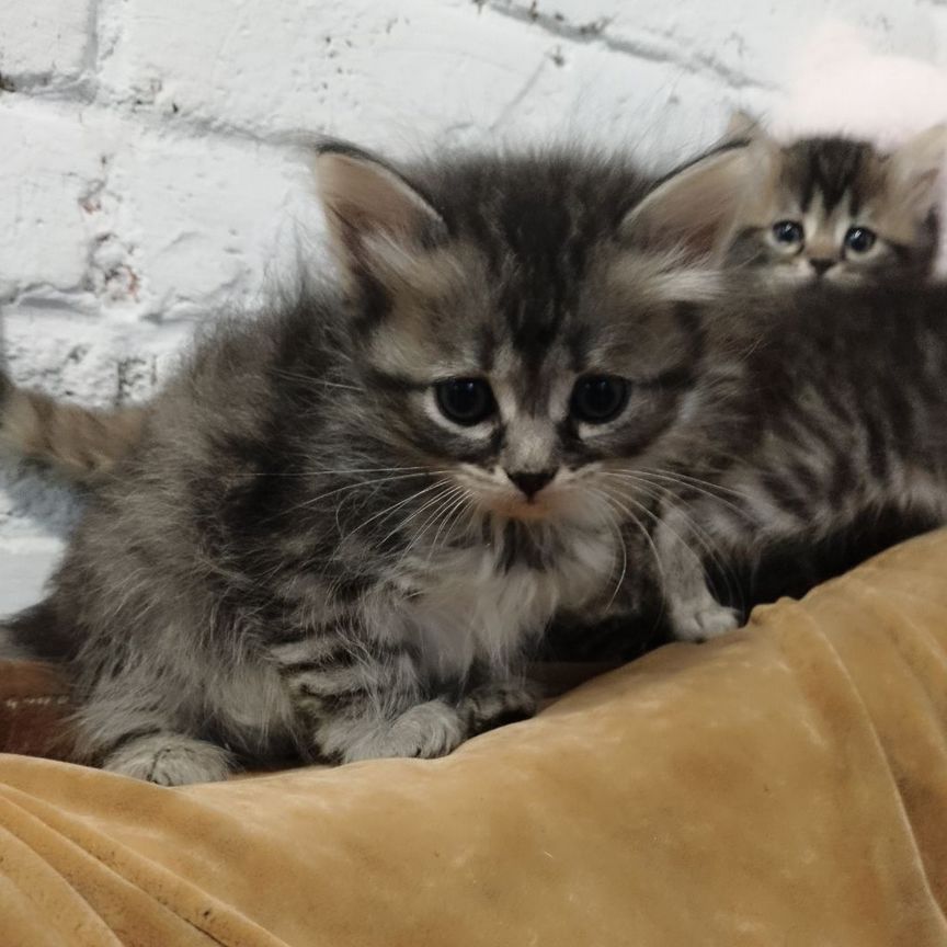 Котёнок от частного владельца