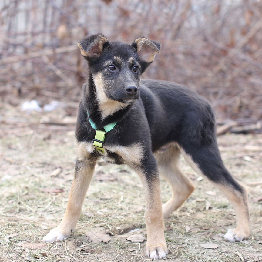 Щенок в добрые руки из приюта