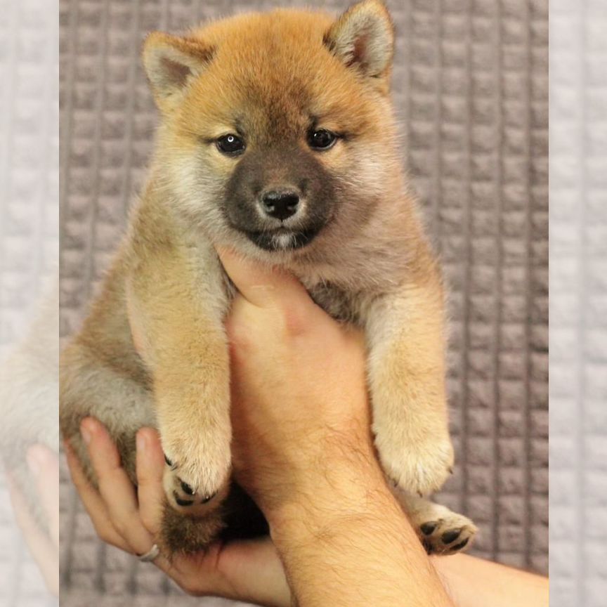 Сиба-ину, щенок