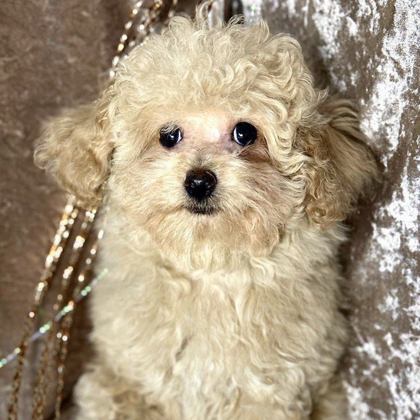 Мальтипу, щенок