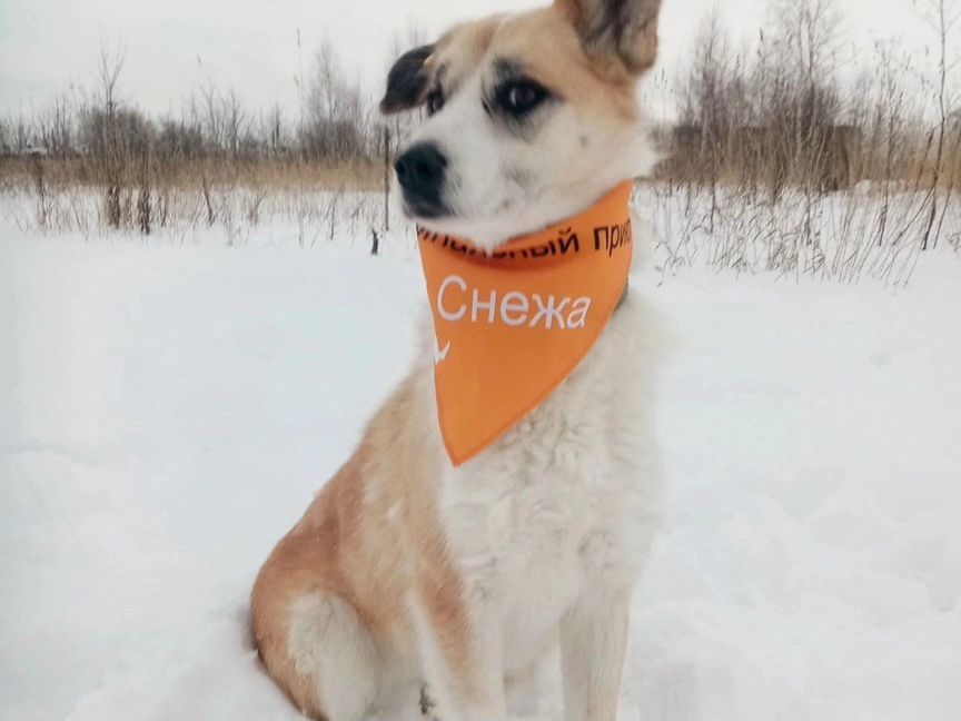 Нежная Снежа