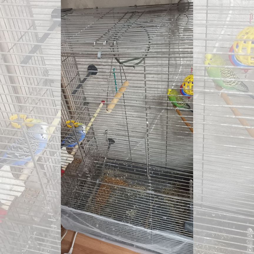 Волнистый попугай с клеткой