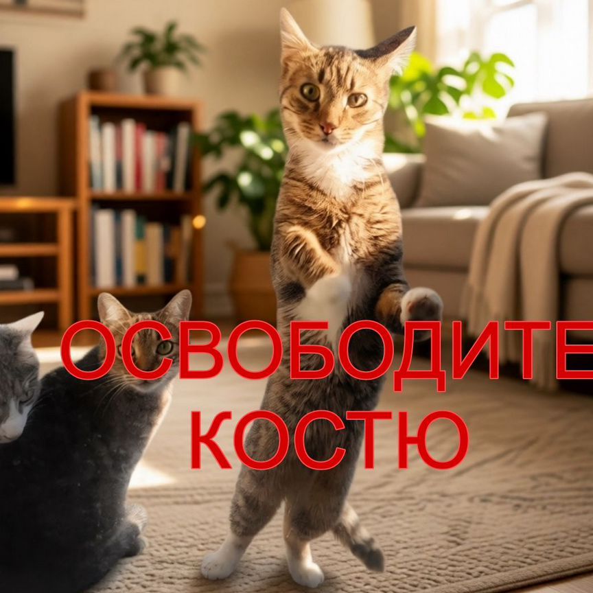 Взрослый кот в добрые руки