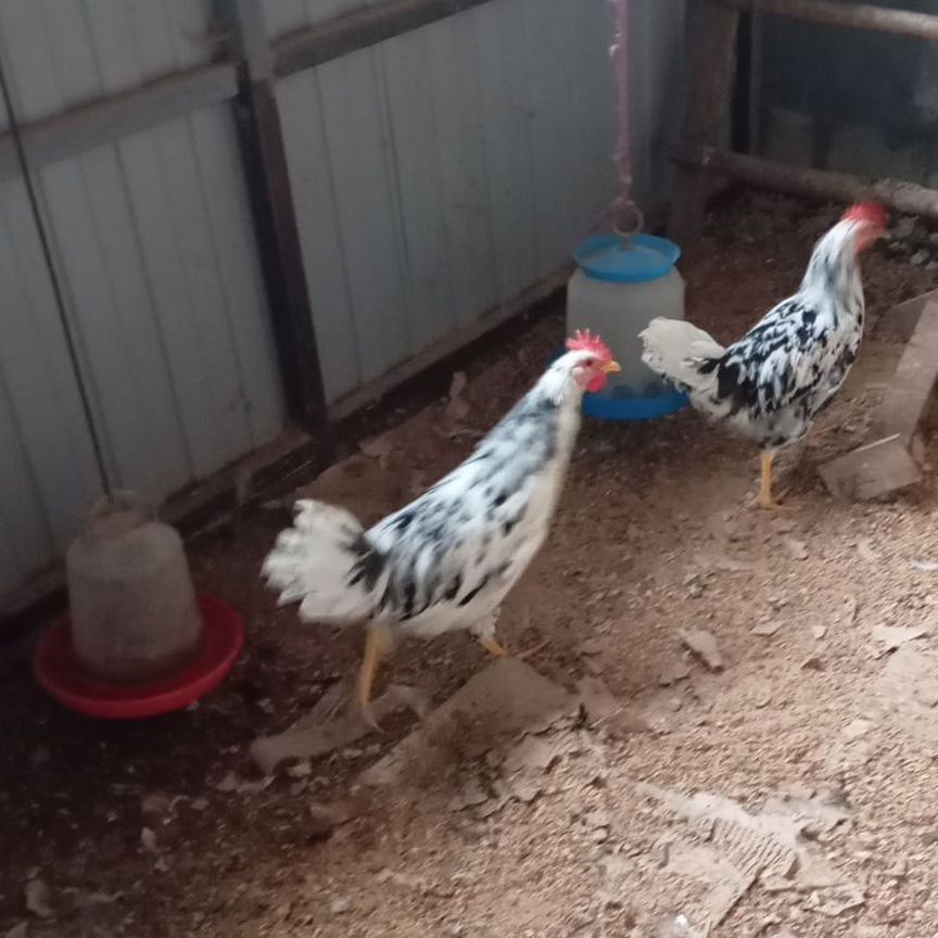 Петушки породы леггорн долматинец