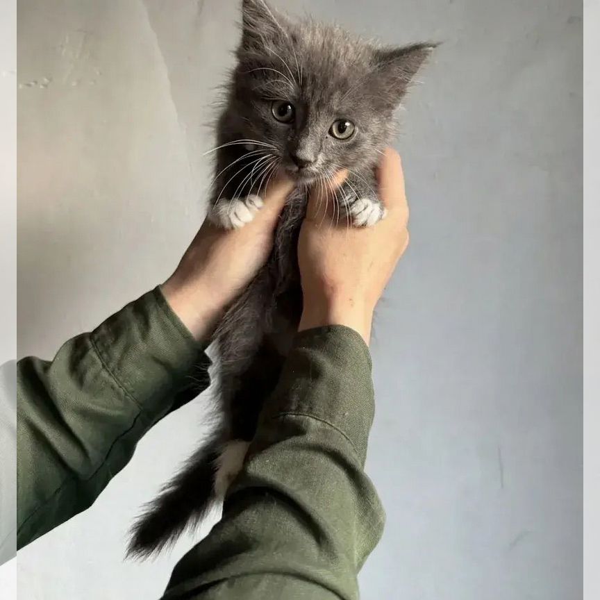 Котёнок в добрые руки