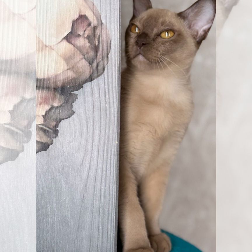 Американский бурманский котёнок