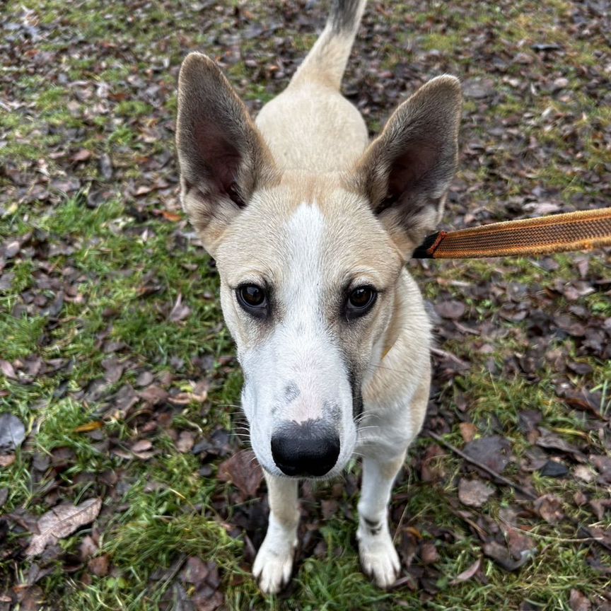 Щенок в добрые руки