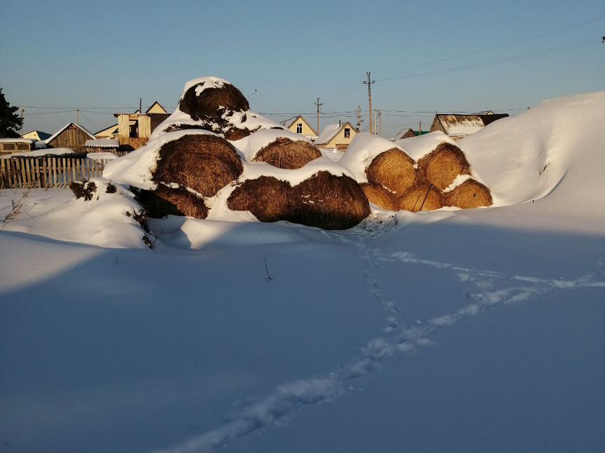 Продам сено в рулонах