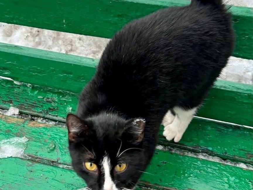 Кошечка в опасности