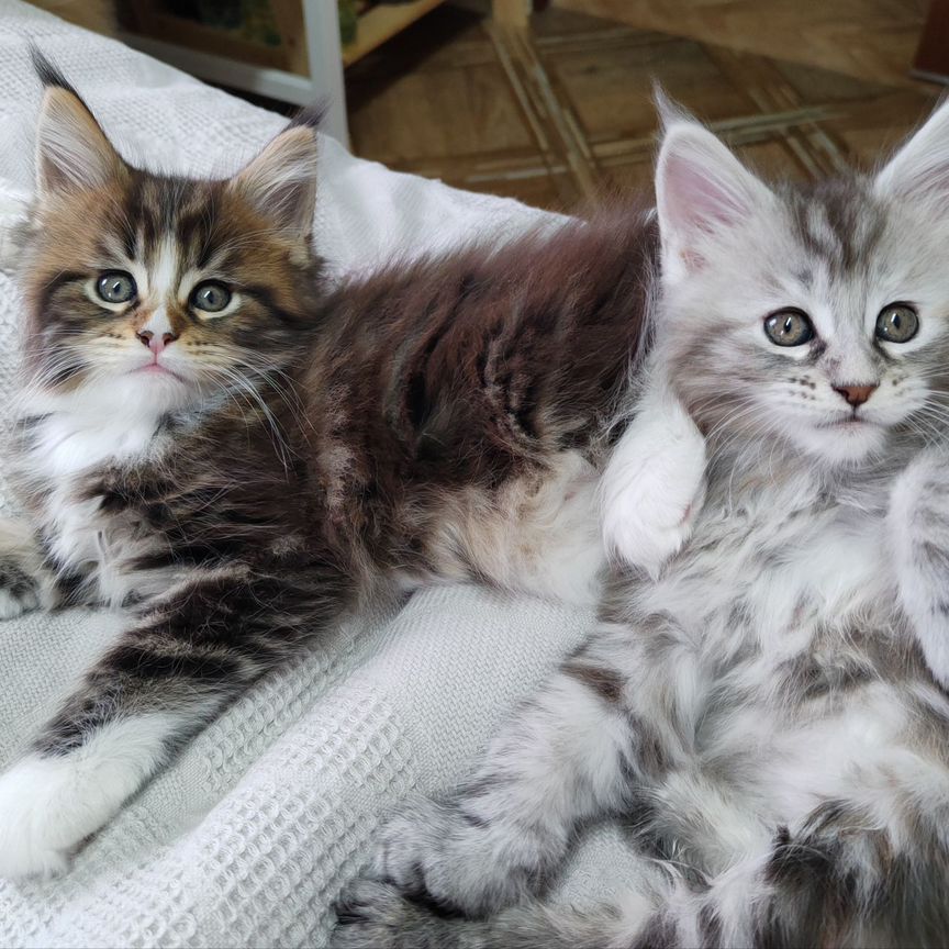 Котята мейн-кун