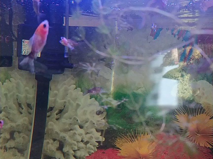 Малёк Кометы