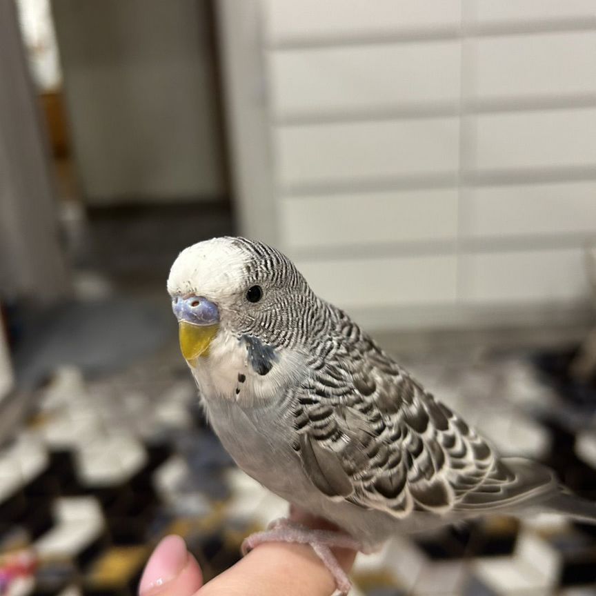 Волнистый попугай с клеткой