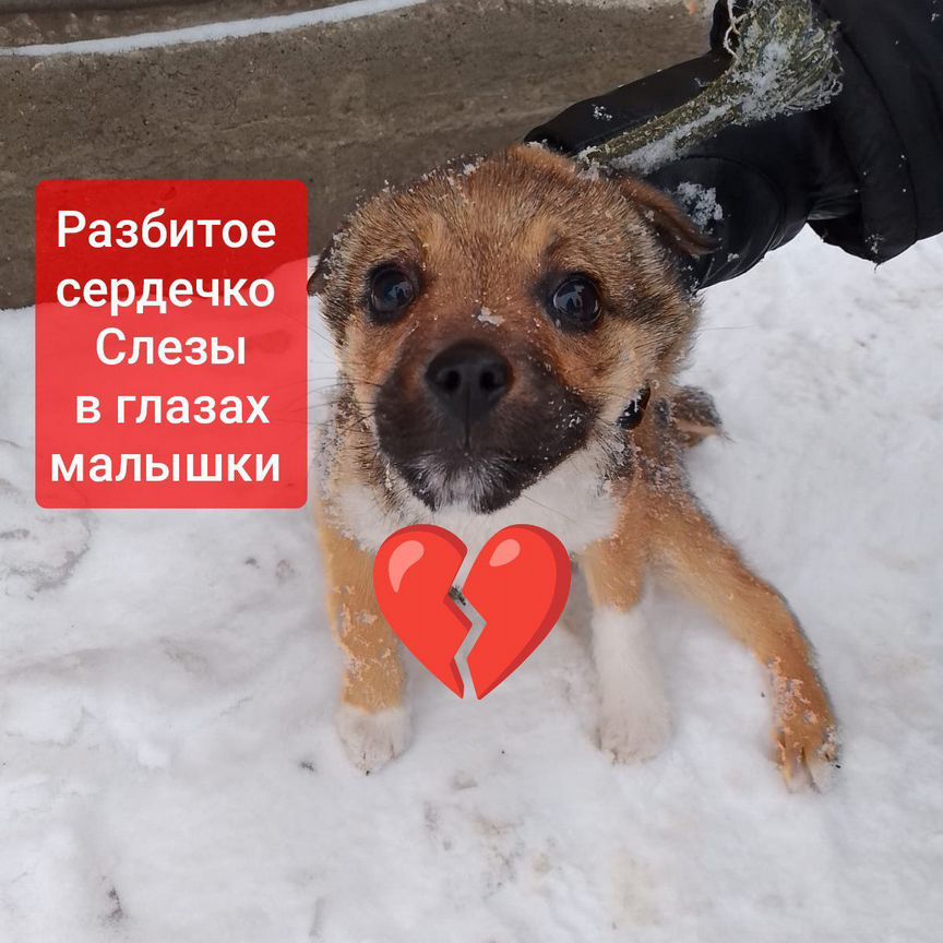 В отлове крошечная девочка (щенок в добрые руки)