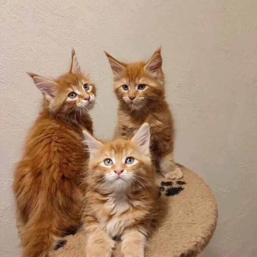 Котята