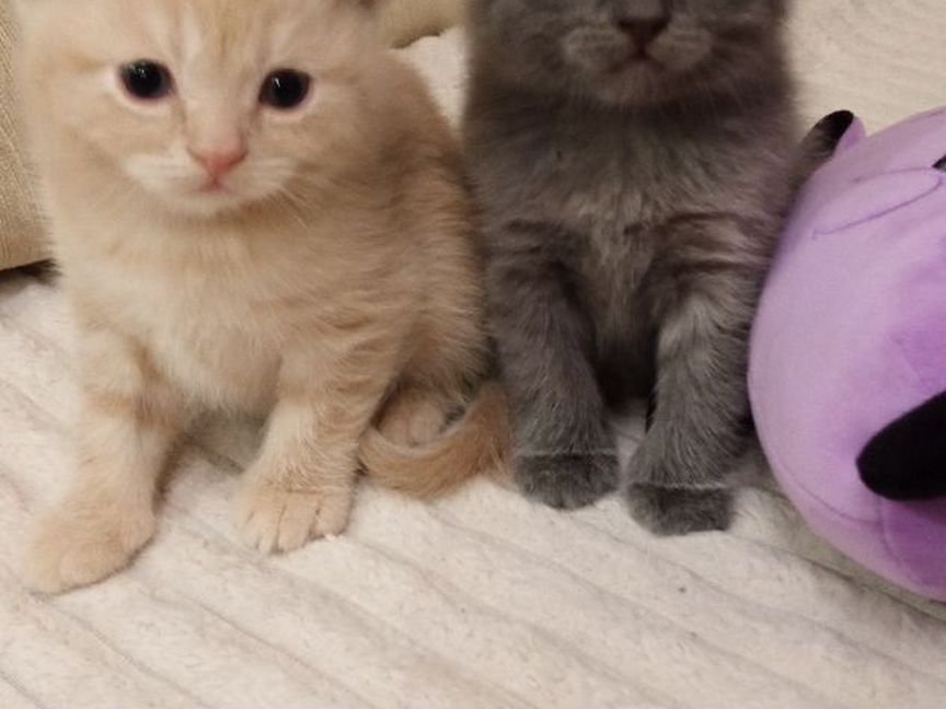 Шотландские вислоухие котята