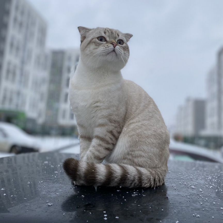Сладкий котик в поиски дома