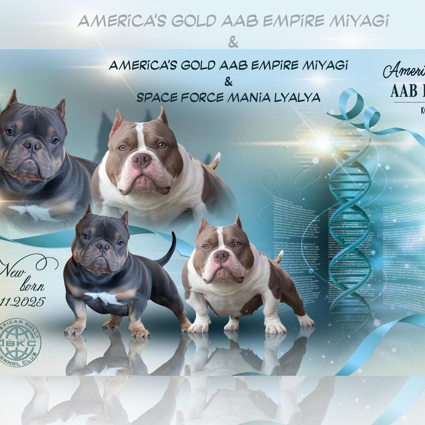 Американский булли, щенок