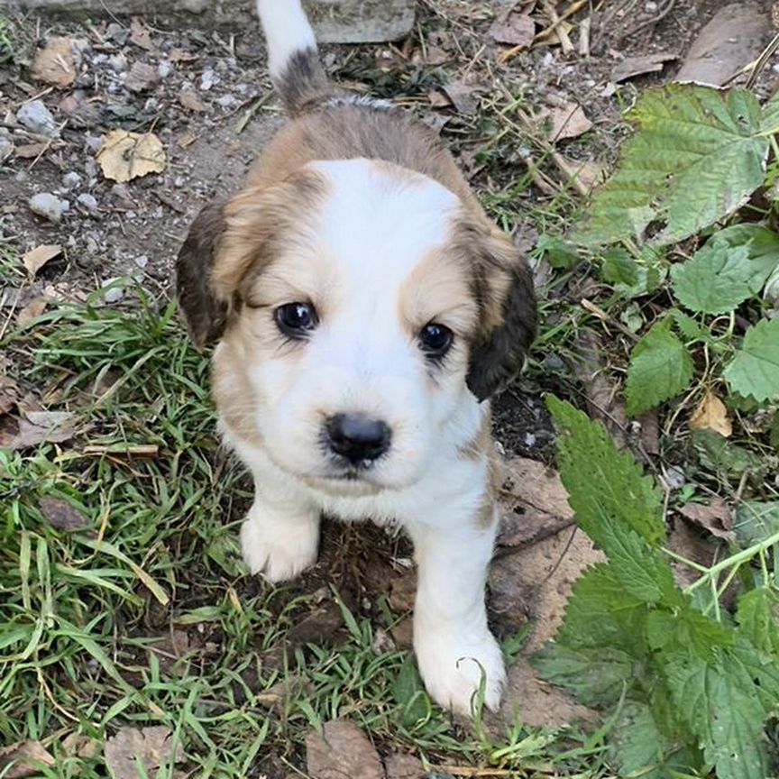 Шенки восточно европейской овчарки