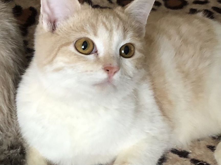 Кот