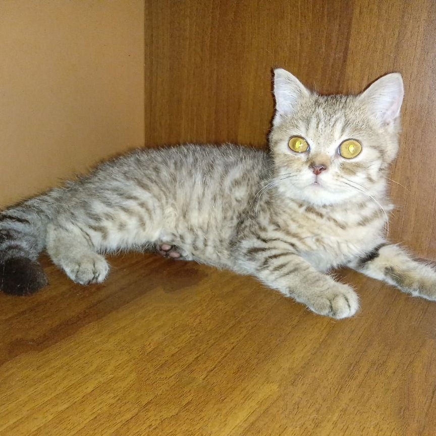 Британский малыш