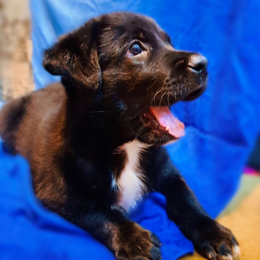 Маленький щенок ищет дом