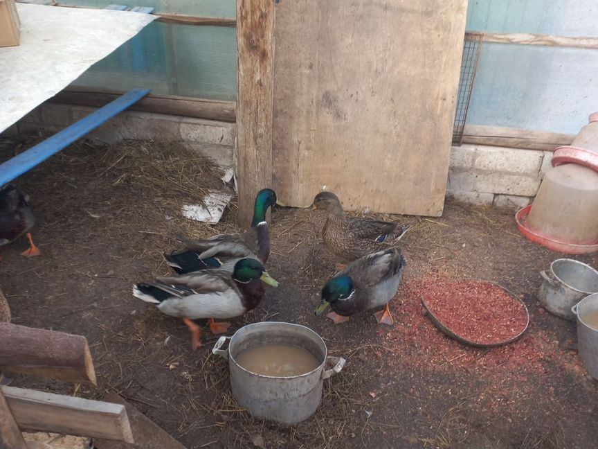 Селезень подсадной утки