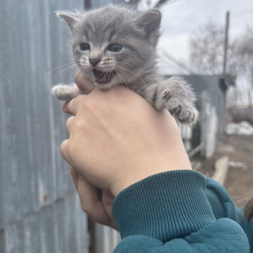 Котёнок в добрые руки