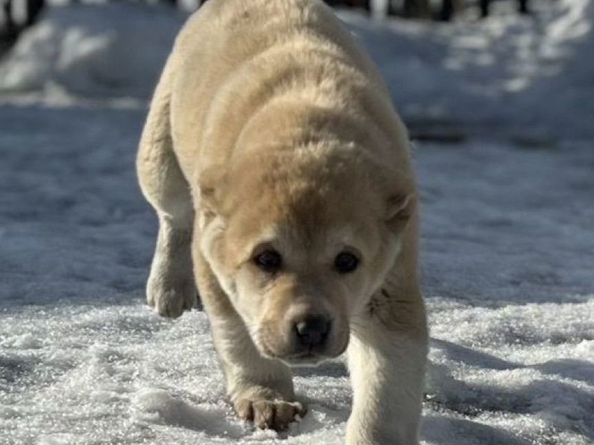 Девочка сао