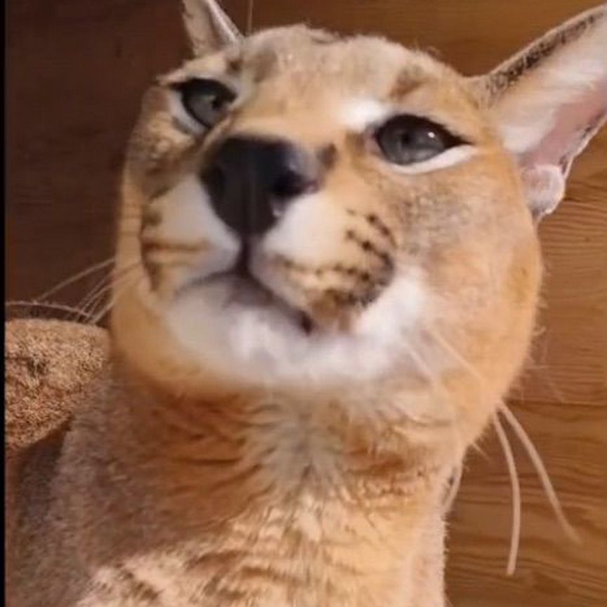 Кот каракет ф1