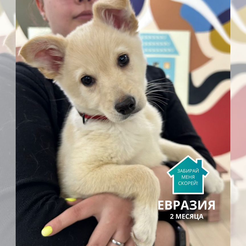 Удивительная Евразия