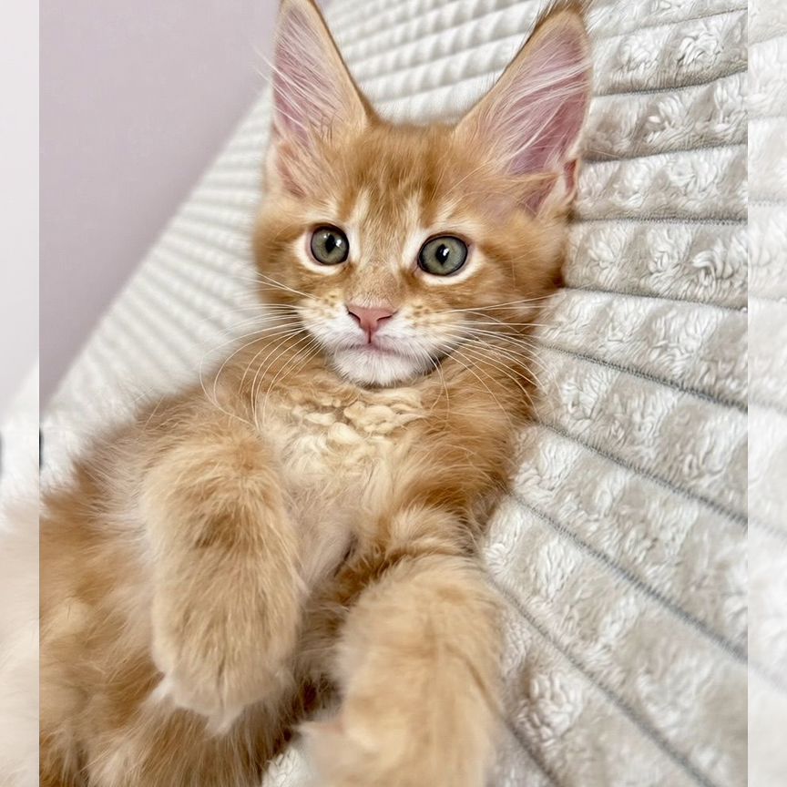 Мейн-кун котёнок