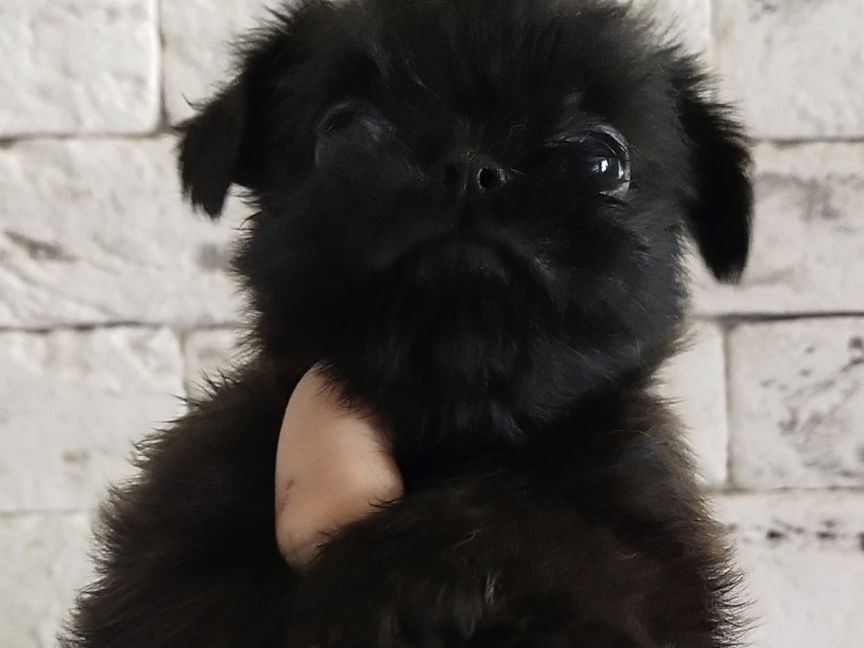 Бельгийский гриффон