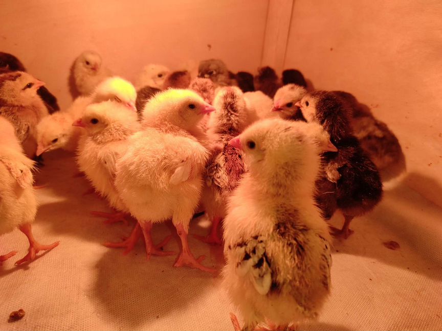 Цыплята подрощенные