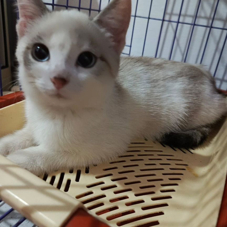 Котенок