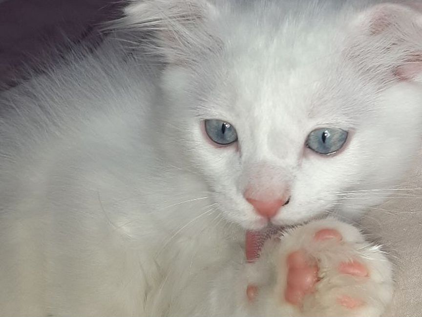 Котята
