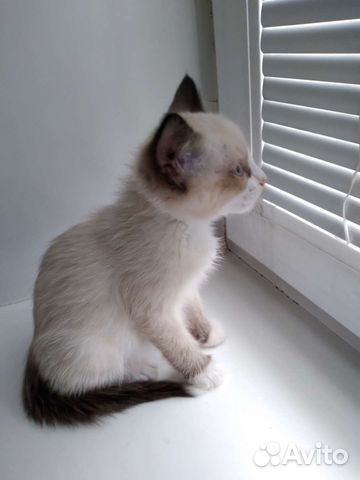 Котёнок