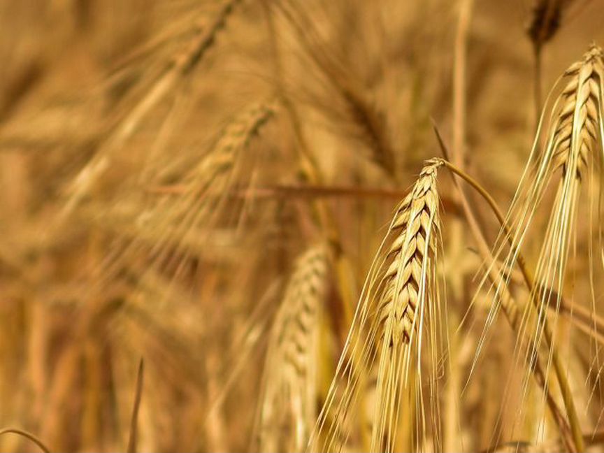 Зерносмесь пшеница+рожь