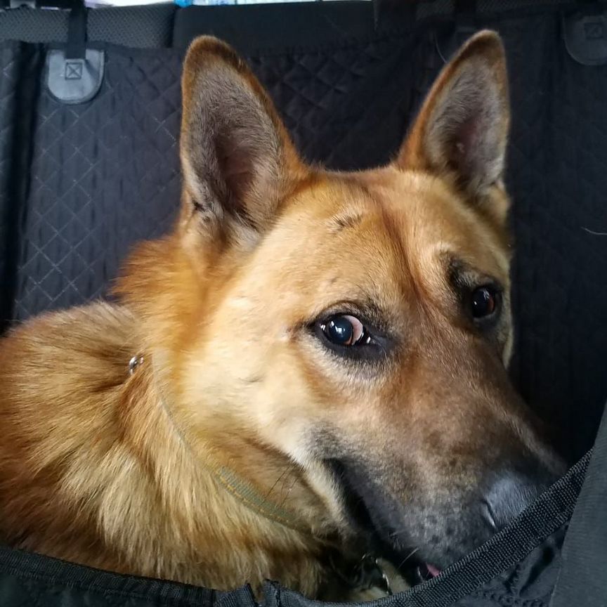 Слепой пес Миша ищет дом Малыш в теле гиганта