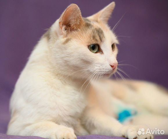 Ласковая кошка