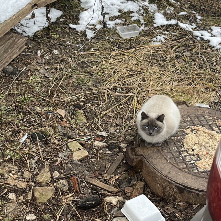 Сиамские котята