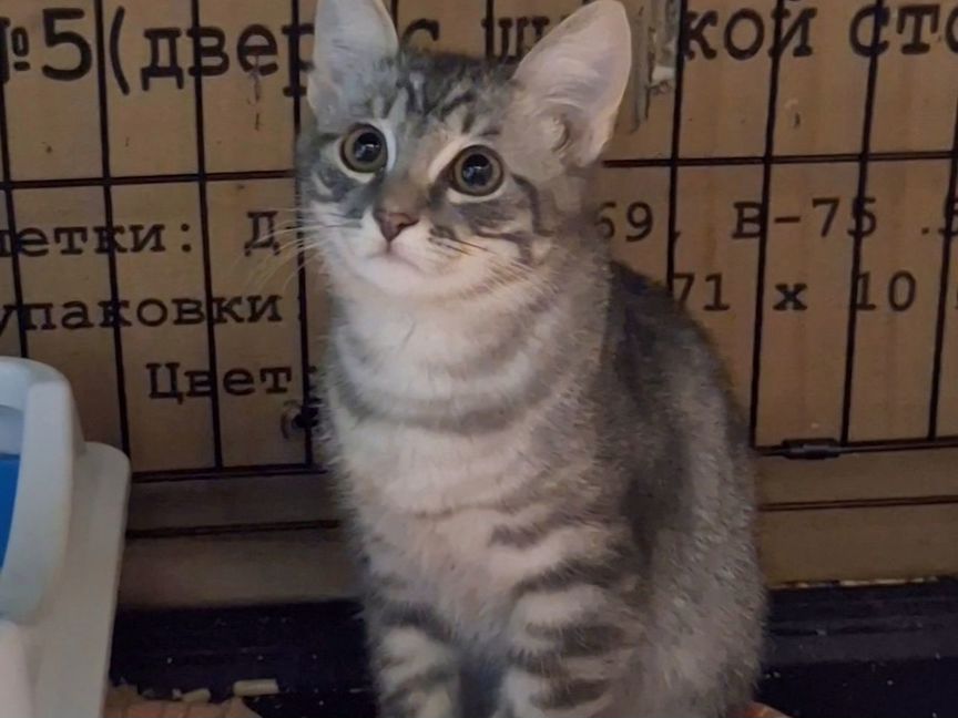 Котенок