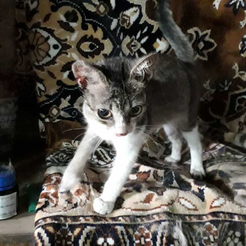 Котенок с тяжелым детством в самые добрые руки
