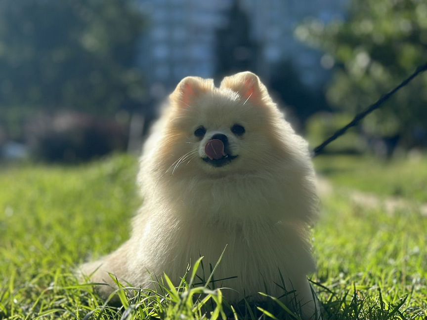 Померанский шпиц вязка