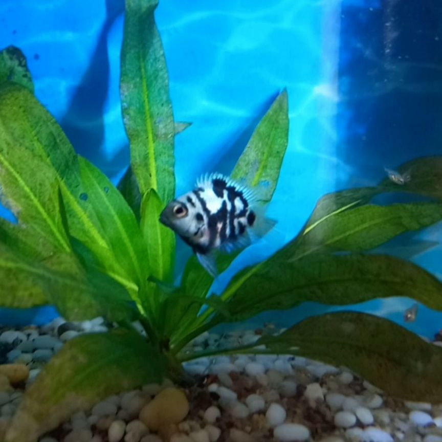 Мальки Сапфирового попугая голубая панда