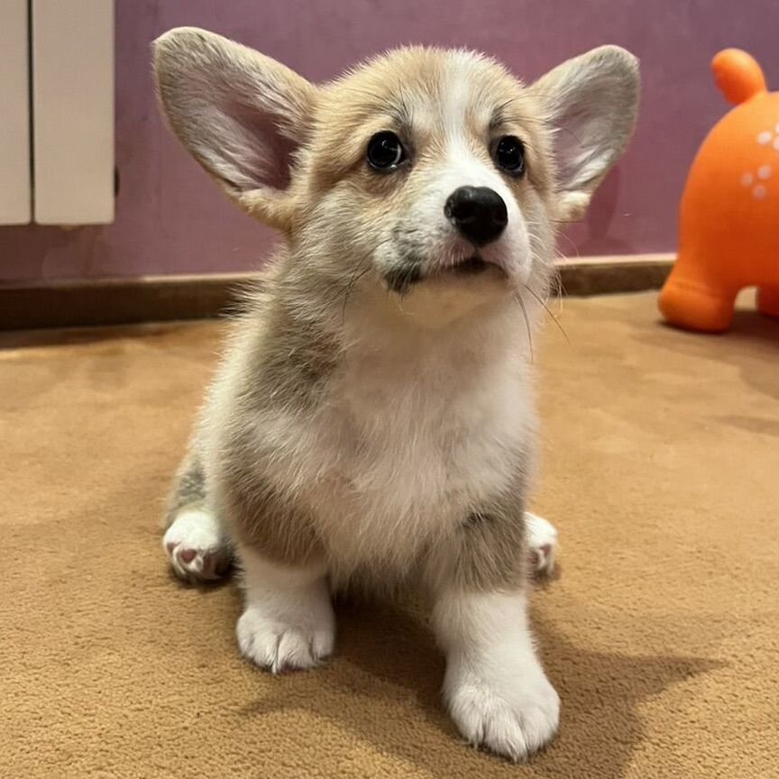 Королевские вельш-корги пемброк