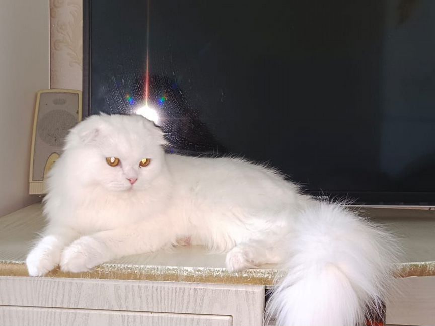 Котик
