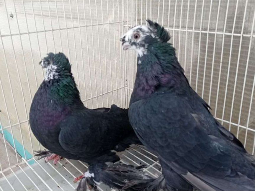 Бойные голуби