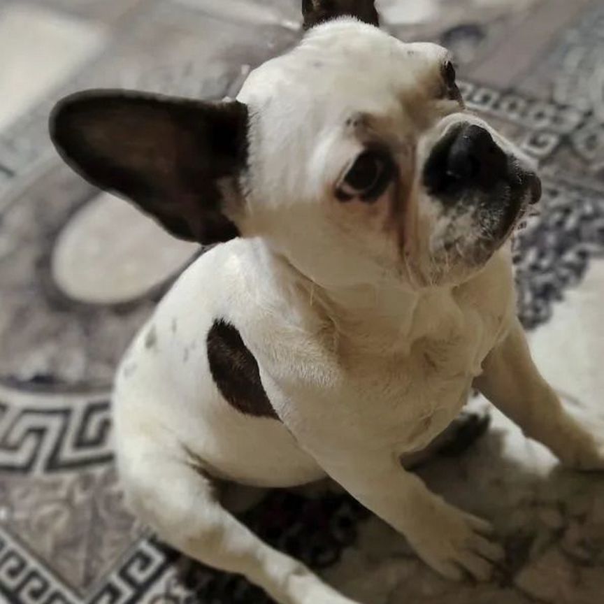 Французский бульдог, щенок