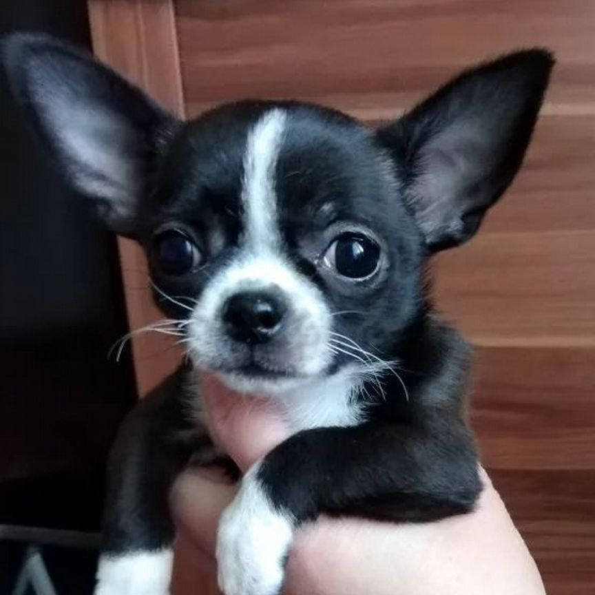 Чихуахуа, щенок