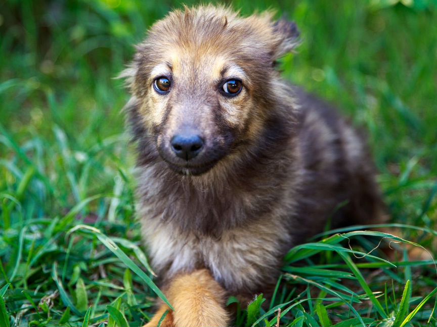 Щенок мальчик в добрые руки